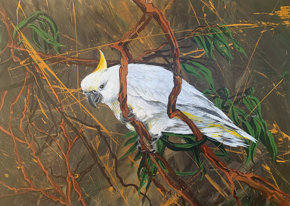 Australian Native Birds – Artworks By Louisa-Jane